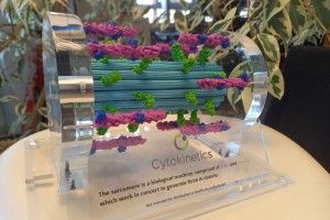 Cytokinetics leaps on heart drug aficamten trial success | The Pharmaletter